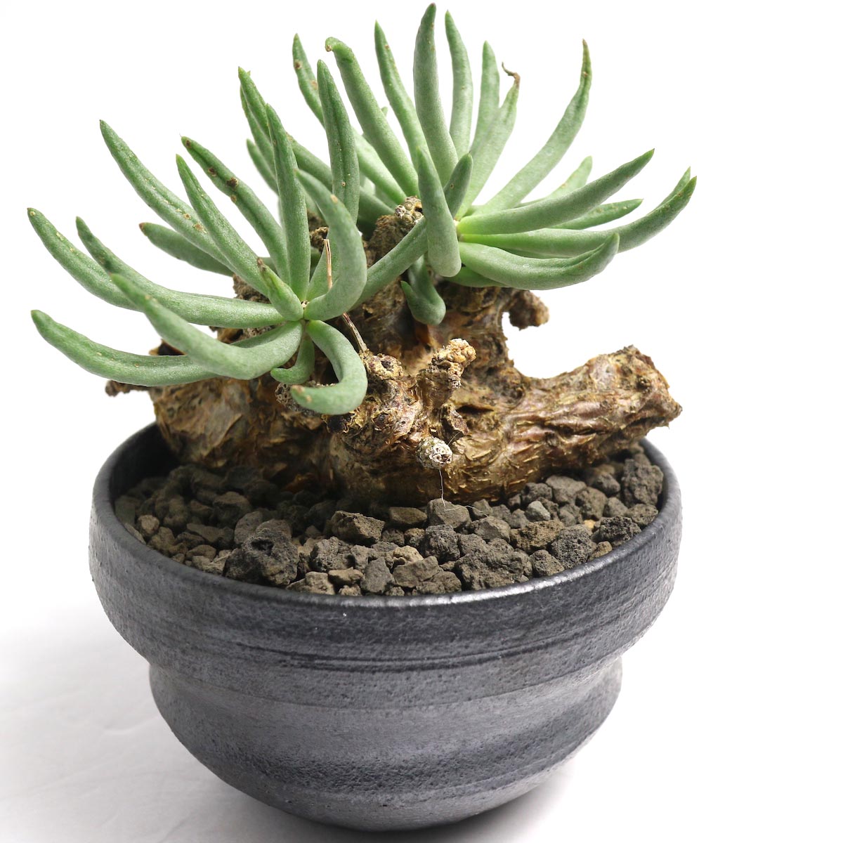 Tylecodon Pearsonii (白象) × Sho-Do "Black"【Botanize】